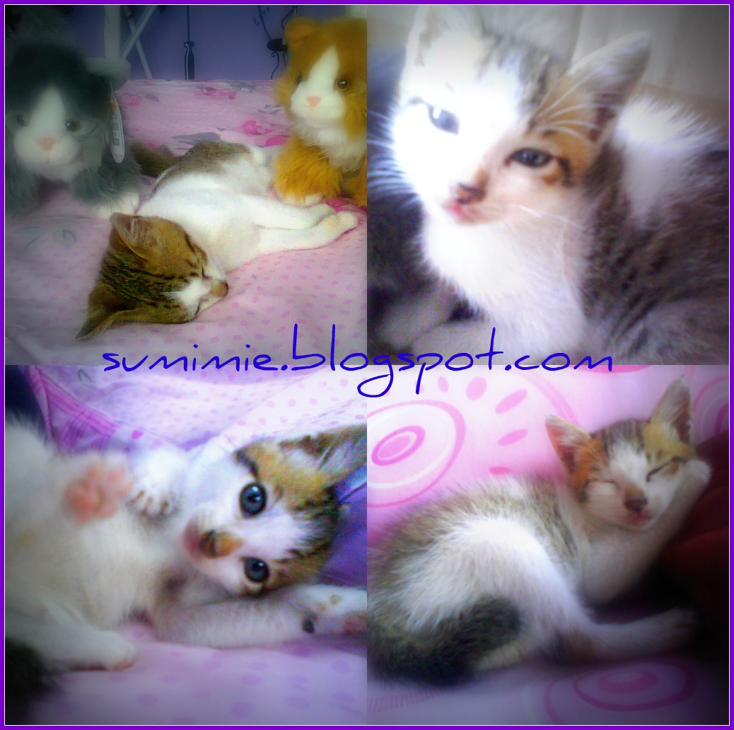 Spesial 40+ Gambar Kucing I Love You