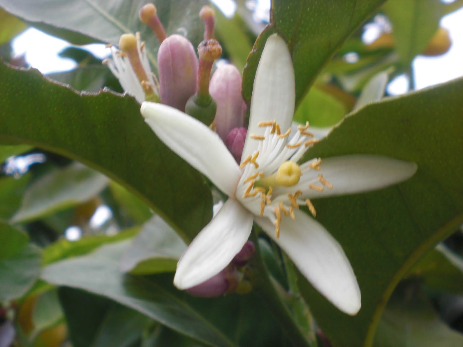 Perfumes y luces de Extremadura: Flor de limonero.