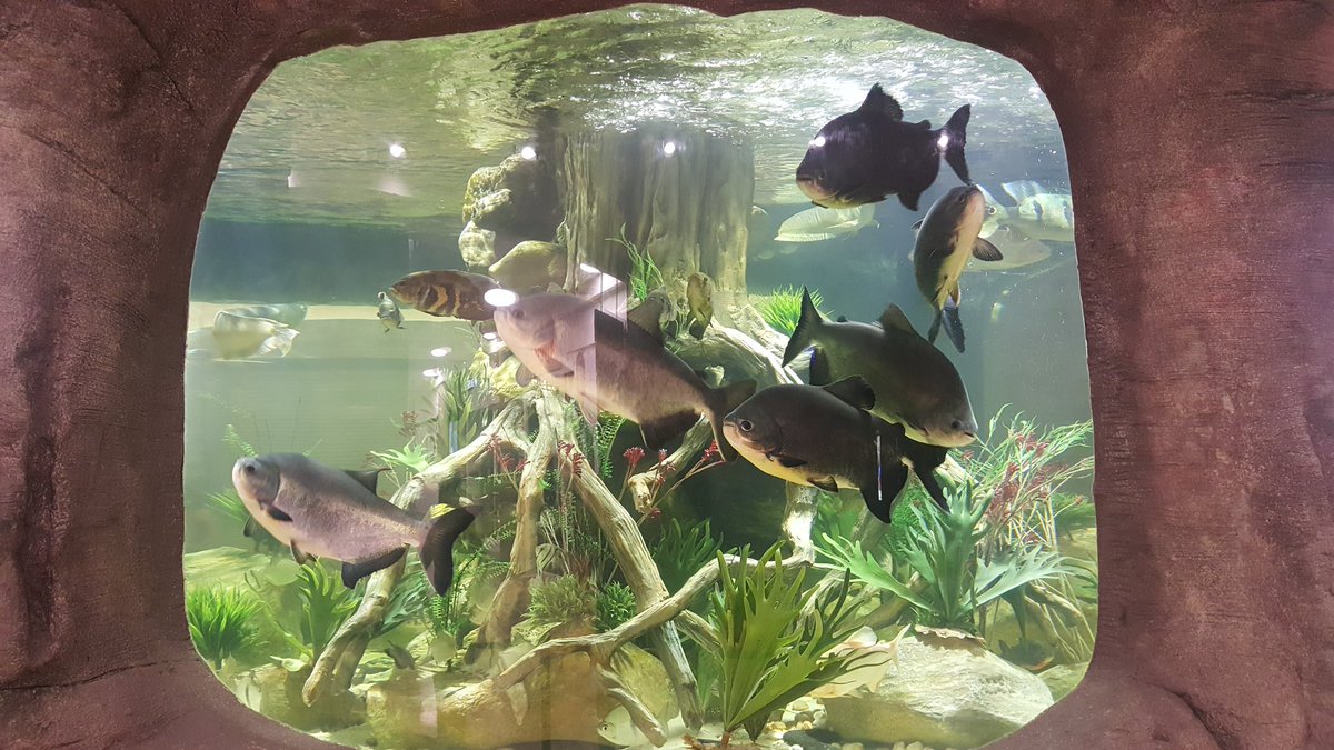 Primavera Urbana Villavicencio Meta | Disfruta de Colombia y Sus Bellezas