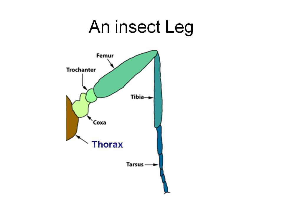 Insect Legs and Its Modifications