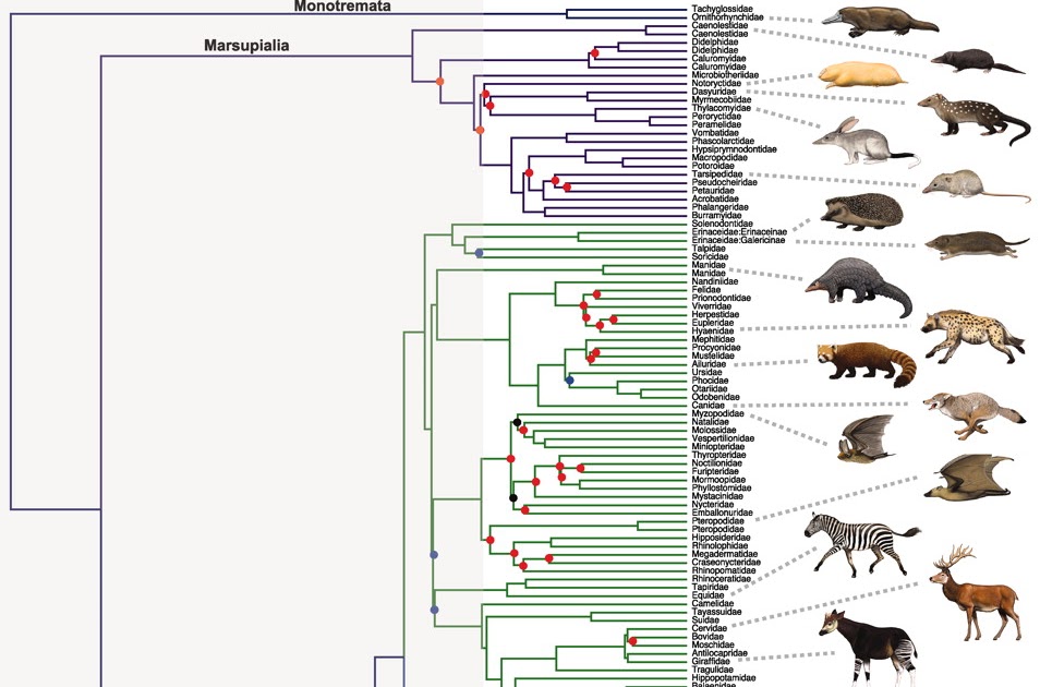 Mammal Phylogeny