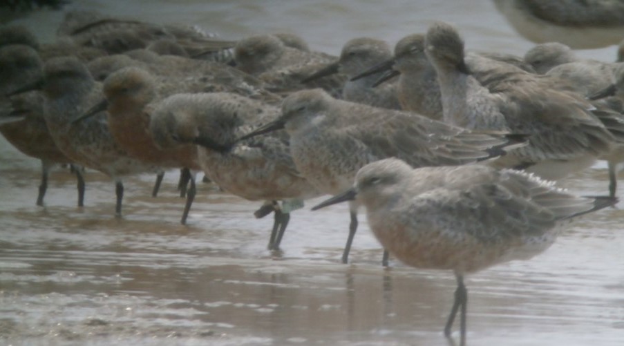 The Curious Naturalist: Red Knot (Calidris canutus rufa) resighting in ...