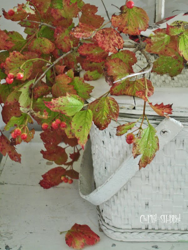 ChiPPy! - SHaBBy!: It's beginning to look a bit like FaLL ~ with ChiPPy ...