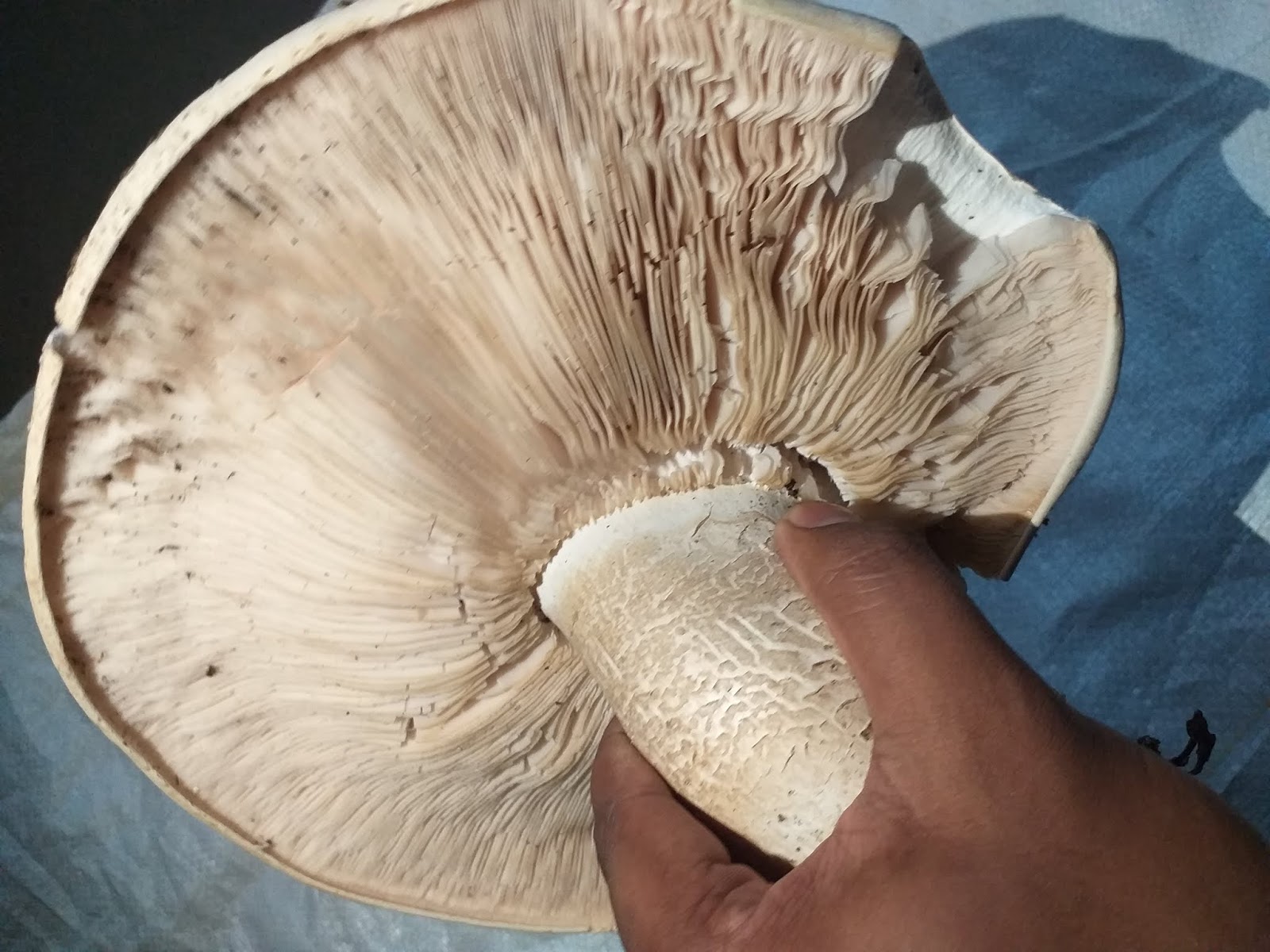 Termitomyces Titanicus Largest Mushroom On The Planet Mushroom termitomyces-titanicus-largest-mushroom-on-the-planet-mushroom