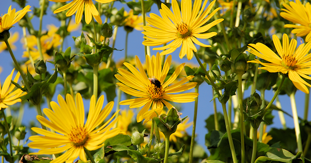 Le Douaire. Île de Vivre.: Tout savoir sur la Silphie « Silphium ...