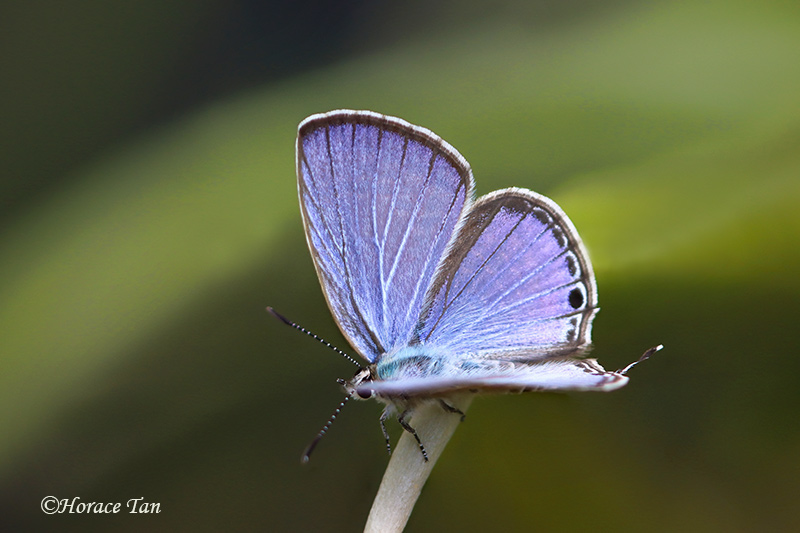 Butterflies of Singapore: Life History of the Cycad Blue