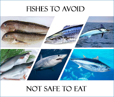 Fishes to avoid - Which are harmful and worst fishes not safe to eat ...