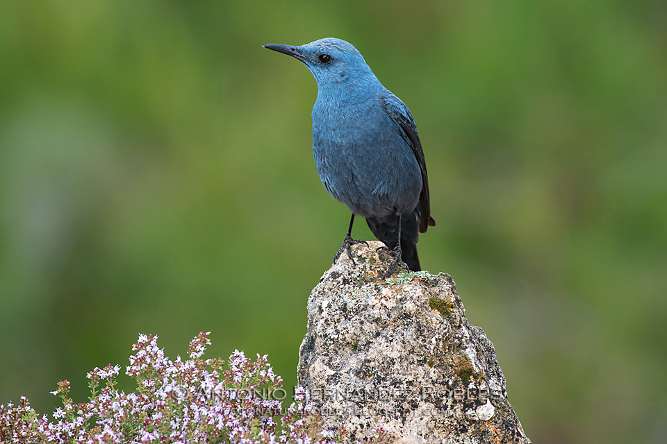 Fotografia de Vida Salvaje - Wildlife Photography: EL PÁJARO AZUL