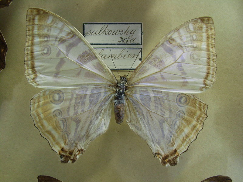 Morpho sulkowskyi
