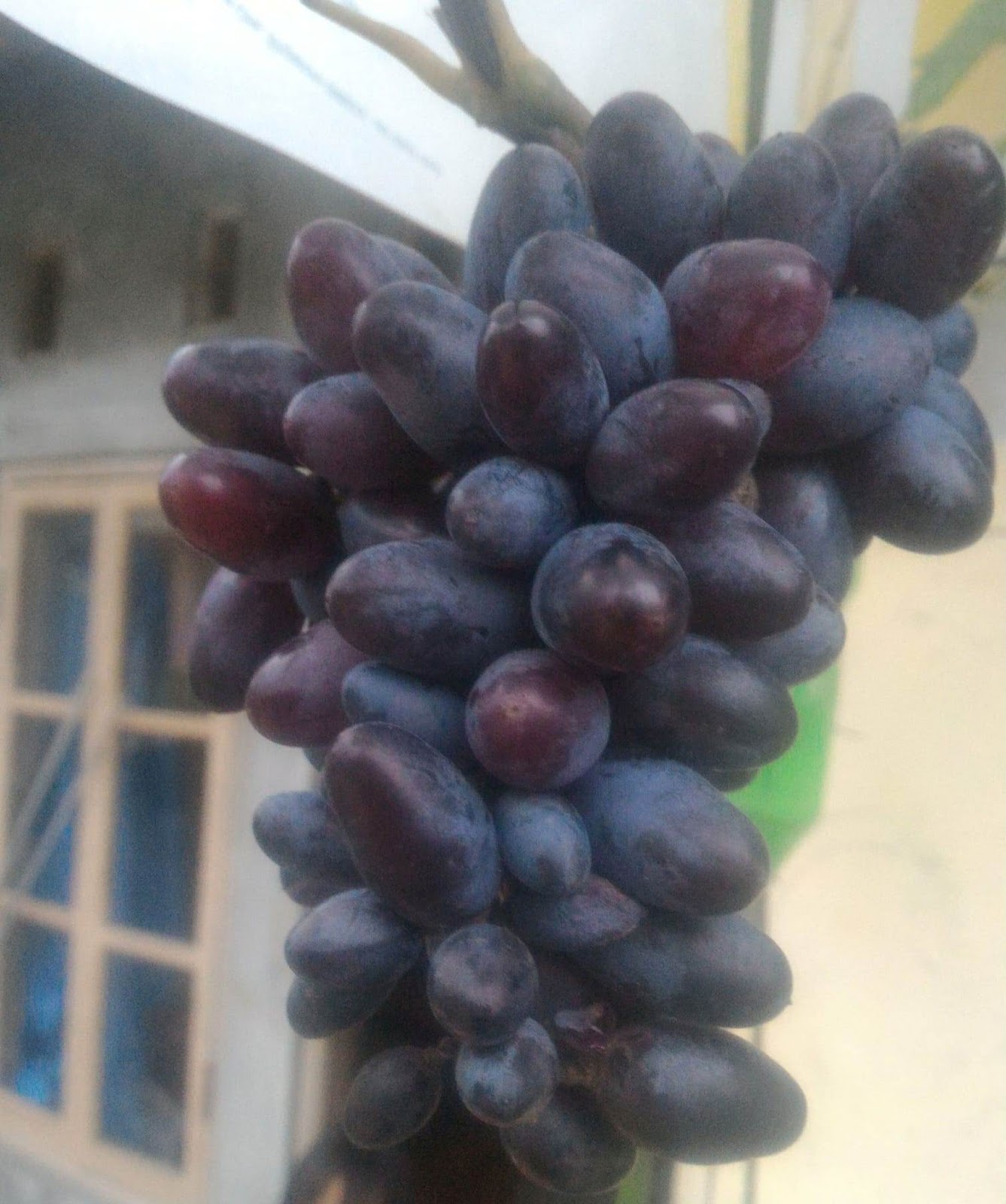 LUAR BIASA...!!! 11 jenis anggur ini yang paling genjah di indonesia ...