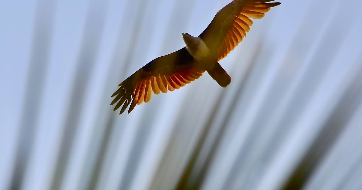 Krishna Parunthu has Religious Associations