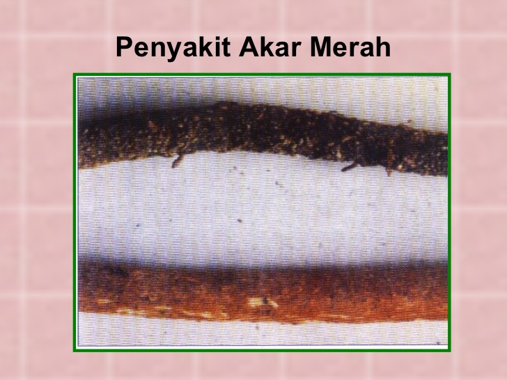 Agriculture United: JENIS-JENIS PENYAKIT TANAMAN GETAH