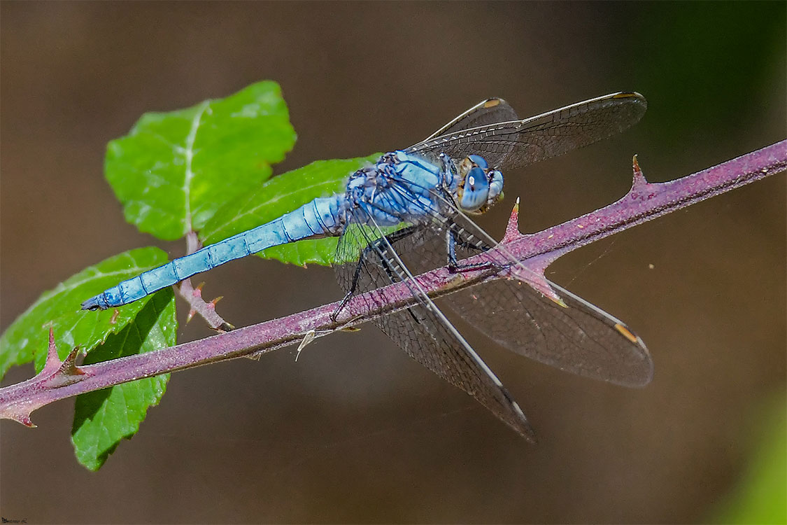 Objetivo: Naturaleza Viva: Libélula centinela azul (Orthetrum brunneum)