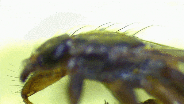 Every bully has a bully - California Naturalist Diaries