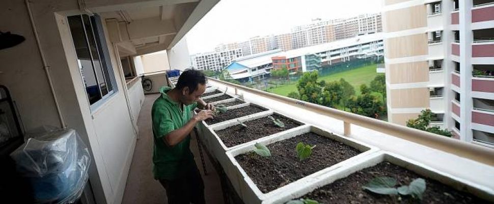 My Personal Projects: HDB Garden