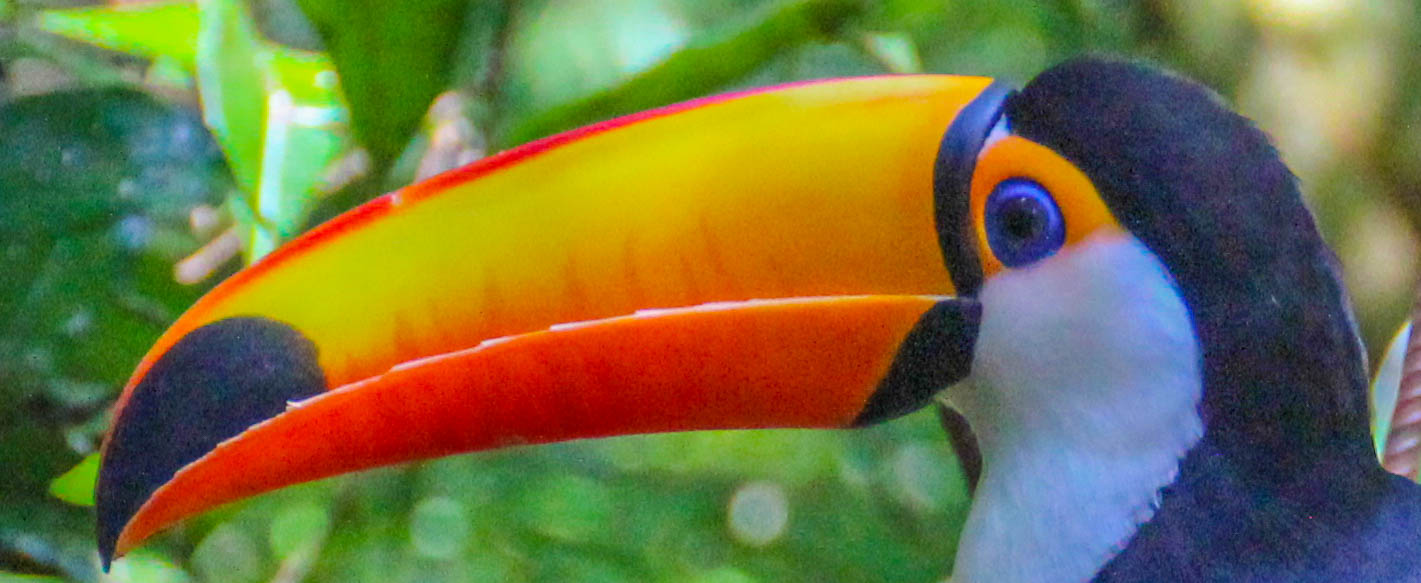 Cannundrums: Toco Toucan