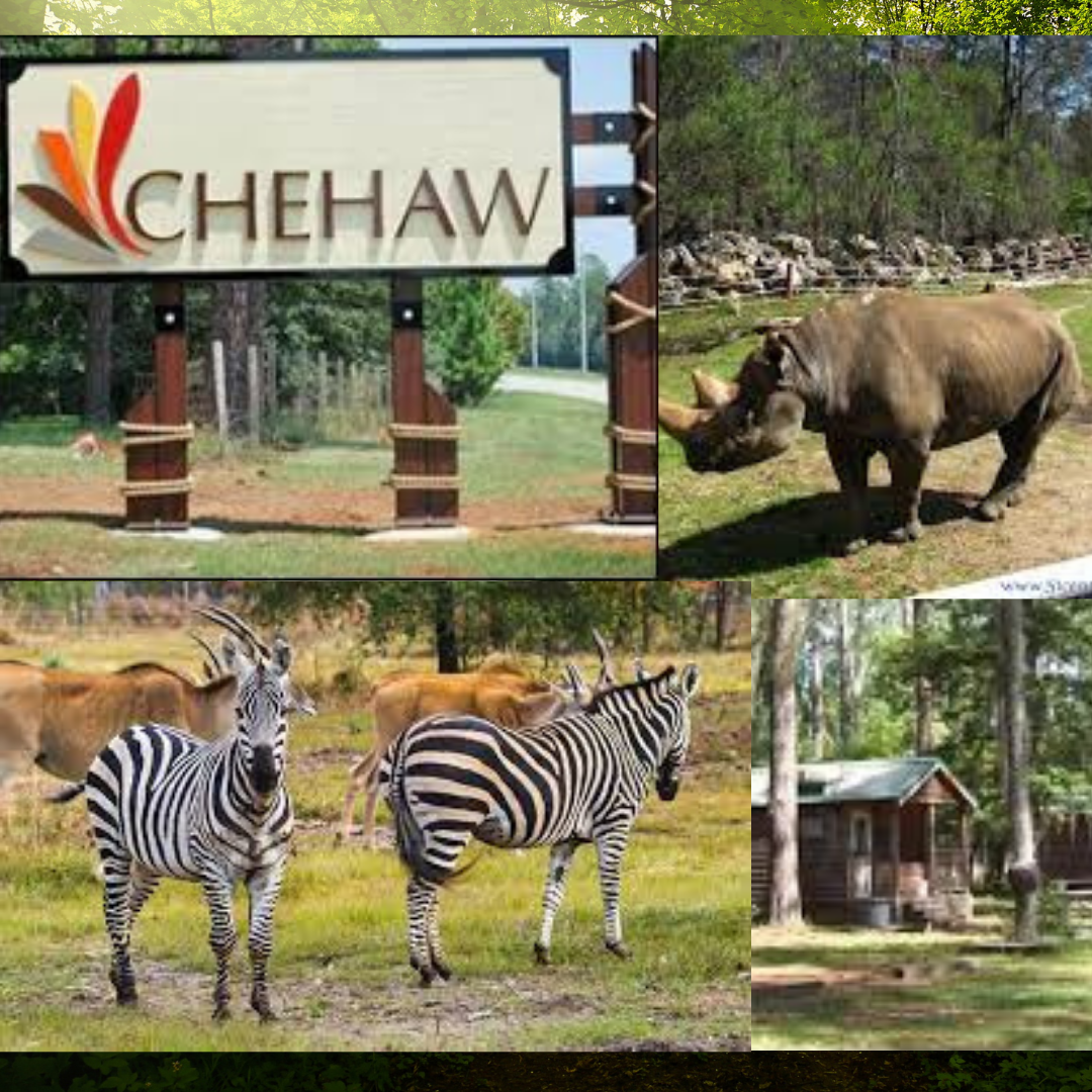 Natural Beauty Of Chehaw Park Zoo.