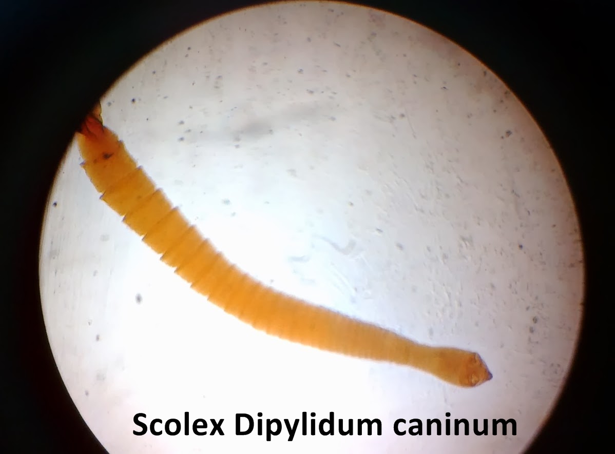 Rizqi Murtafi'ah: Preparat Awetan Cacing