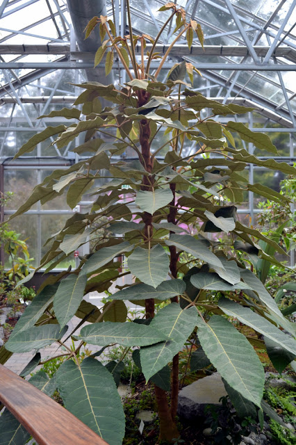 The Outlaw Gardener: The Friday Before