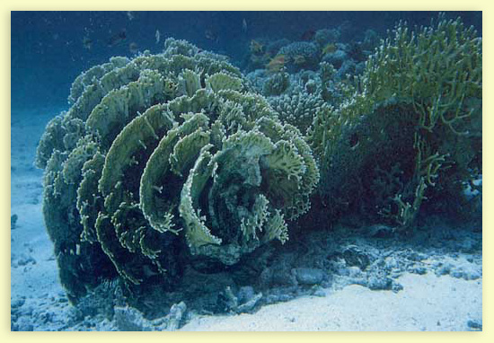 COELENTERATA / CNIDARIA - Indah Pratiwi