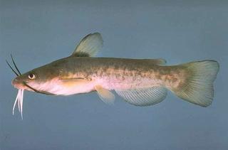 INDONESIAN FRESHWATER FISH COMMUNITY - IFFC: 51 SPECIES OF FAMILY ...