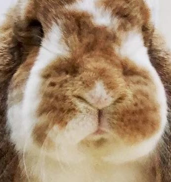 French Lop vs Holland Lop Personality, Temperament, Size, Lifespan, Price