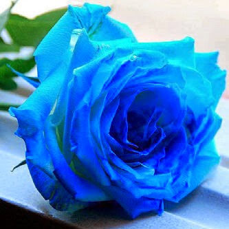 RedRoseRomania: MAKSUD DISEBALIK WARNA BUNGA ROS