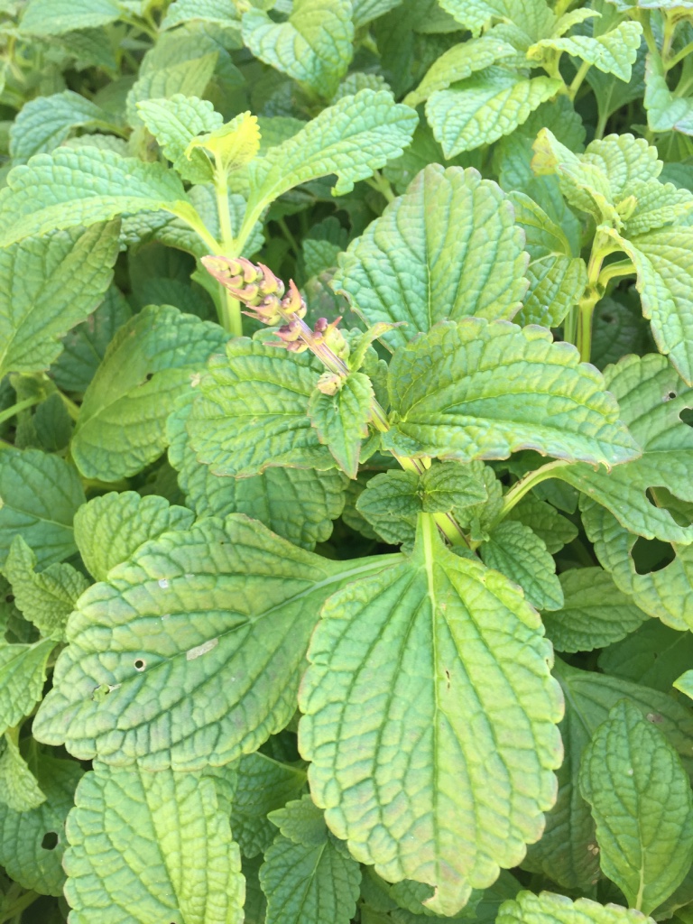 Johny's Krishi: Koorka (Chinese Potato) 2015