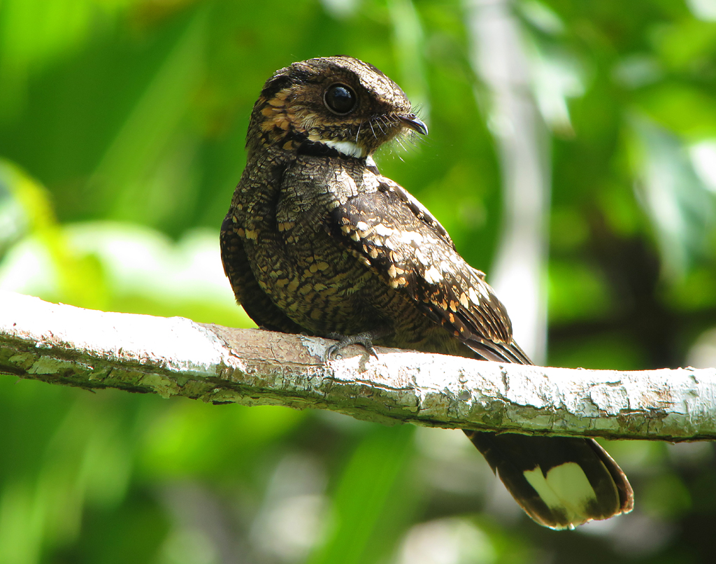 Normanby Nature: Philippine Nightjar
