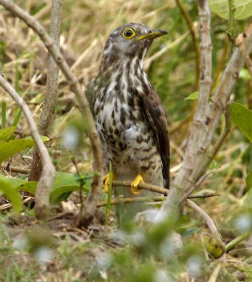 Large hawk-cuckoo | Birds of India | Bird World
