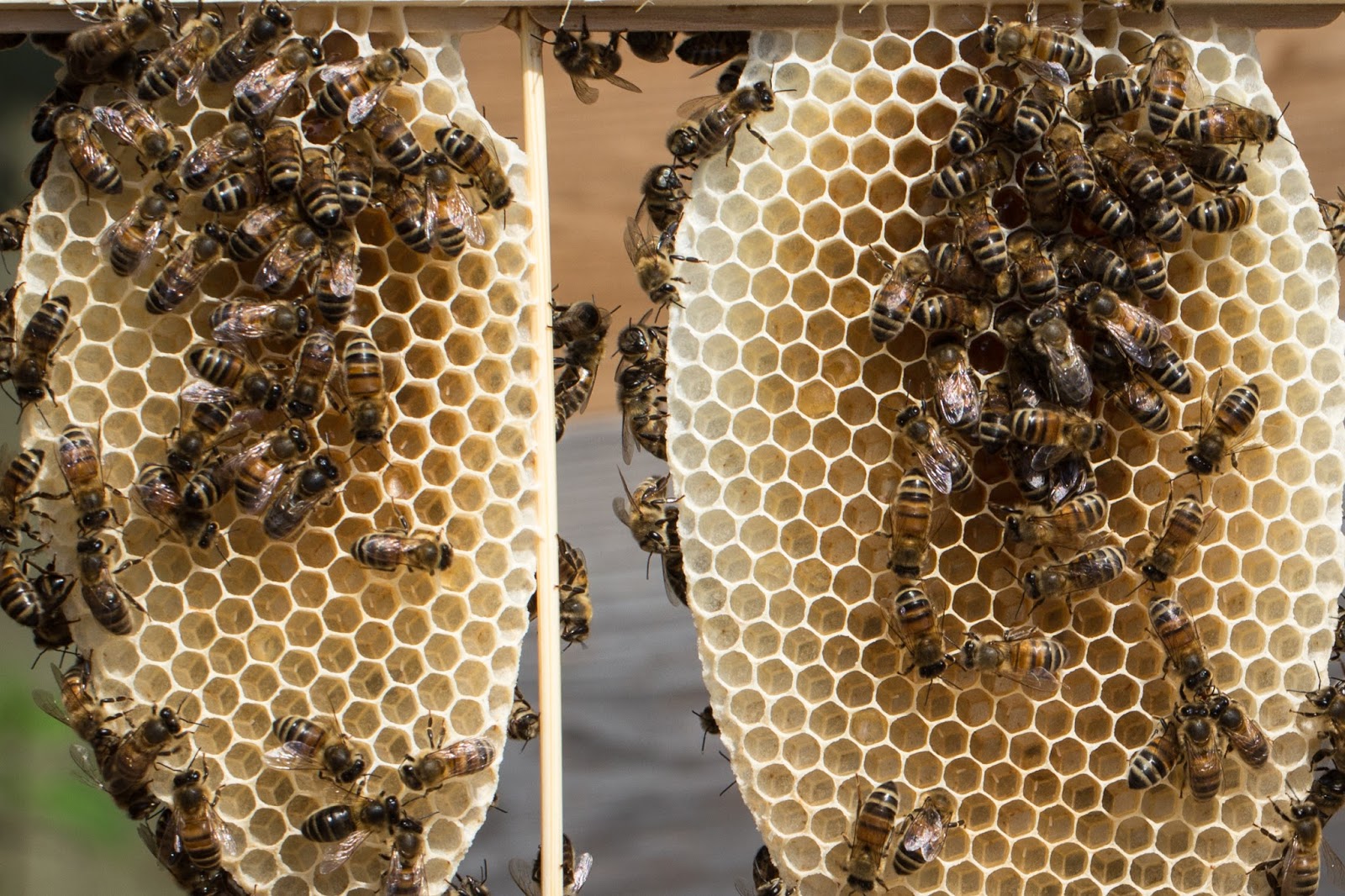 TrogTrogBee: Foundationless frames