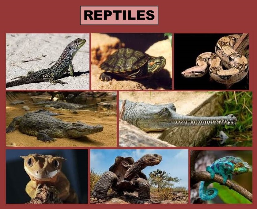 El Monstruito en Monteagudo: Vertebrados III- Reptiles.