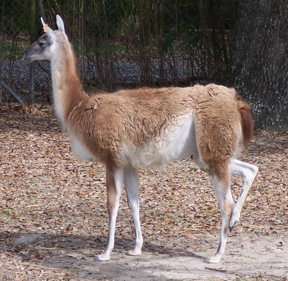Guanaco ~ Animals Images