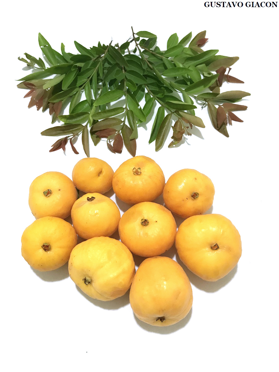 Viveiro Ciprest - Plantas Nativas e Exóticas: Uvaia ou Orvalha ...