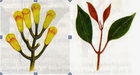 Fantastis 17+ Gambar Bunga Dan Daun Cengkeh - Gambar Bunga Indah