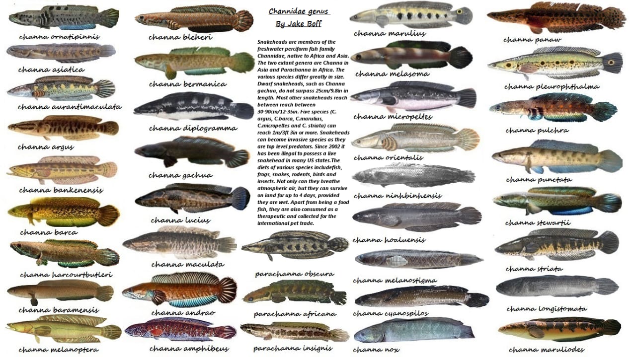 Jenis-jenis Ikan Channa Beserta foto Terlengkap | Ternak Ikan Hias