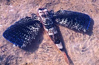 Artes de Pesca: VAMOS A PESCAR RUBIO