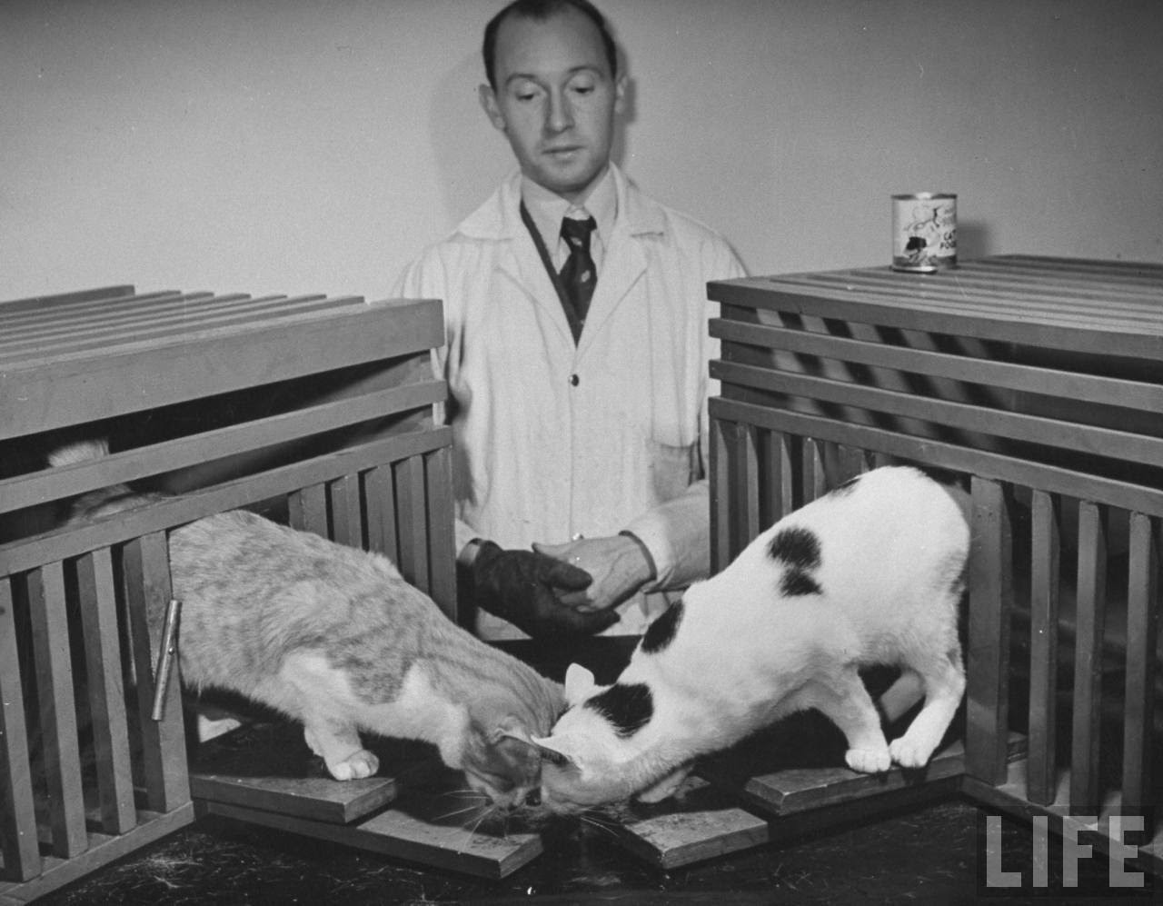 Psychology Testing on Cats at Brooklyn College, 1941 ~ Vintage Everyday