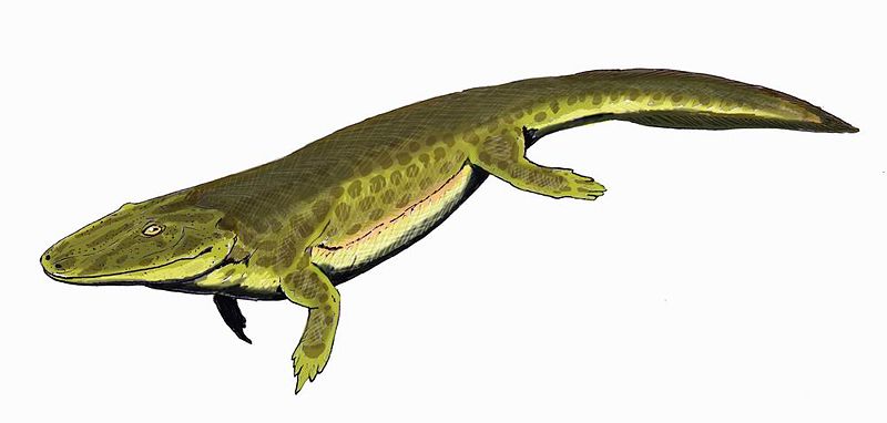 Devonian life and evolution: Fishapod