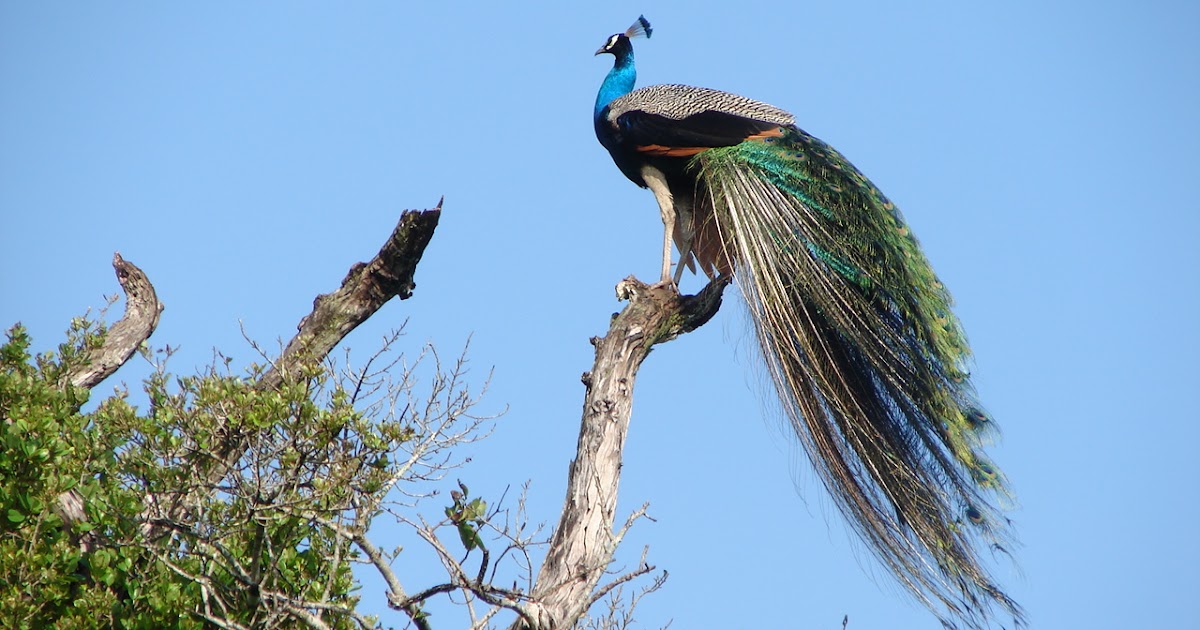 Public Domain Photos and Images: Indian peacock perched on a tree stub