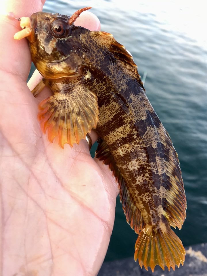 ordinaryangler: 15/09/19 - Bagging up down Devon way