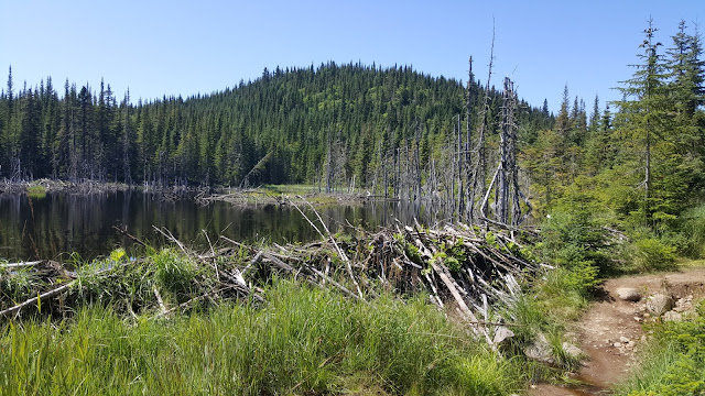 Sentier Scotora pour le mont Andante - Dan en bottines