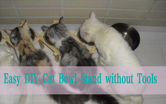 Easy DIY Cat Bowl Stand without Tools - Meow-Cat.com