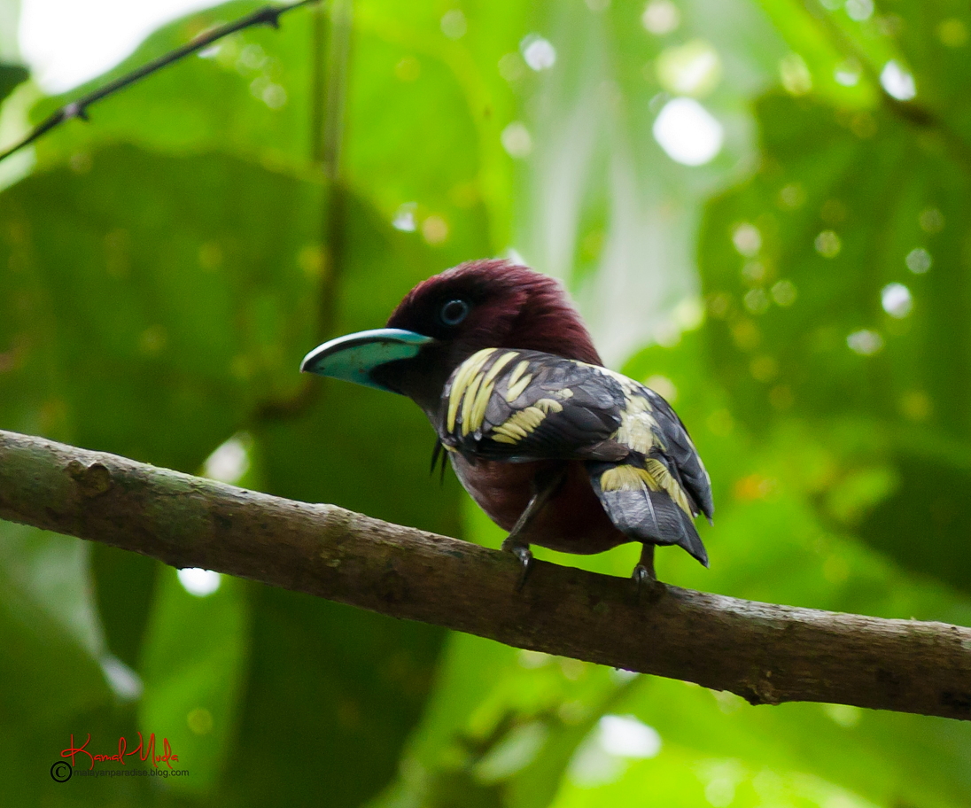 SOUTH EAST ASIA BIRDS - Malaysia birds paradise: Banded Broadbill ...