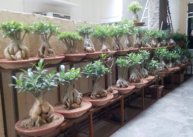 Welcome to Indian Bonsai Groups | Bonsai Adenium Plant