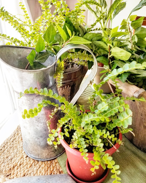 The Quaint Sanctuary: { Simple Tips to Revive Dying House Plants }