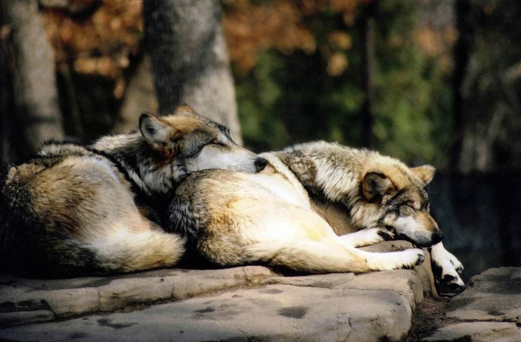White Wolf These 10 Sleepy Wolves Decided To Use Each Other As Pillows white-wolf-these-10-sleepy-wolves-decided-to-use-each-other-as-pillows
