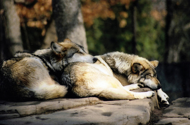 White Wolf : These 10 Sleepy Wolves Decided To Use Each Other As Pillows.