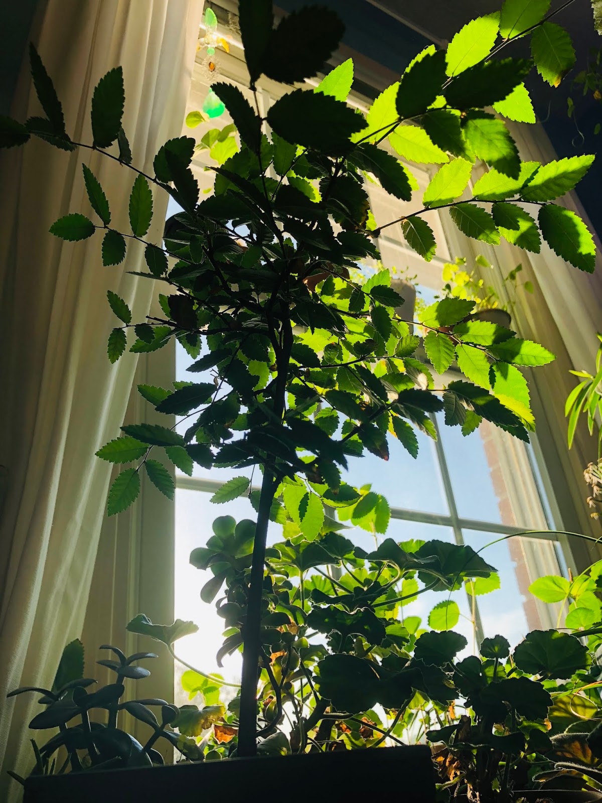 Lily's Indoor Jungle: Indoor Elm Tree Care Updated