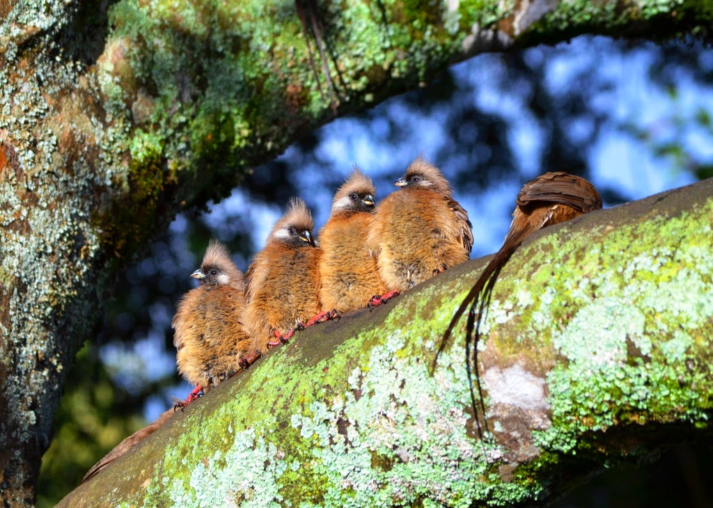 Travel with Corne Schalkwyk : The Acrobats of the undergrowth “Mousebirds”